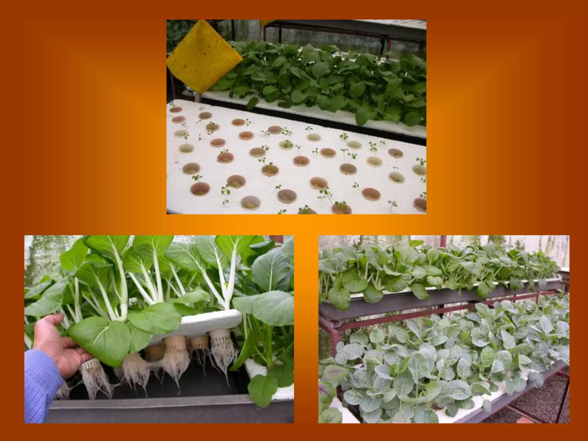 fertigasi&pengenalan.ppt