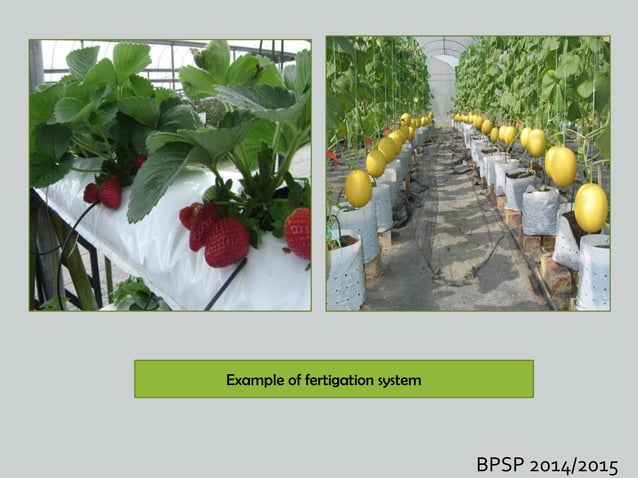 Fertigation system | PPT | Agriculture | Industries