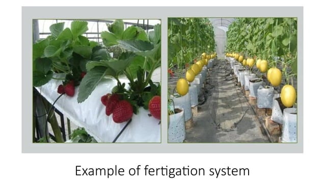fertigation and their use in INM PPT.pptx