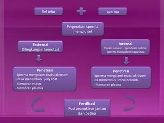 Fertilisasi dan nidasi | PPTX
