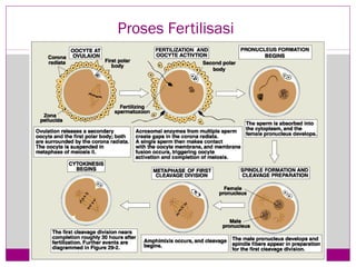 Fertilisasi dan nidasi | PPT