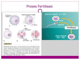 Fertilisasi dan nidasi | PPT