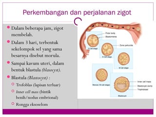 Fertilisasi dan nidasi | PPT