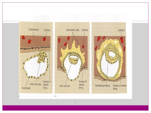 Fertilisasi dan nidasi | PPT