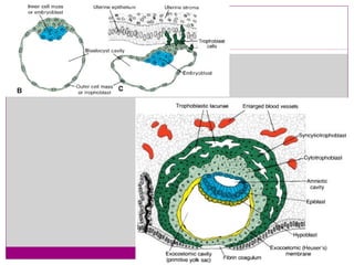 Fertilisasi dan nidasi | PPT