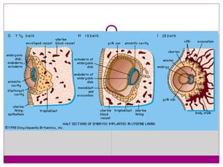 Fertilisasi dan nidasi | PPT