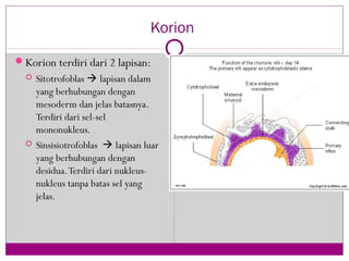 Fertilisasi dan nidasi | PPT