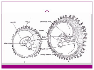 Fertilisasi dan nidasi | PPT