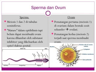 Fertilisasi dan nidasi | PPT