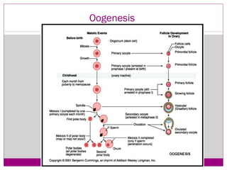 Fertilisasi dan nidasi | PPT