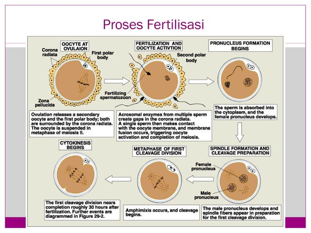 Fertilisasi dan nidasi