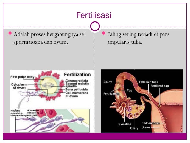 Fertilisasi dan nidasi