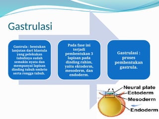 Fertilisasi, Embrigenesis dan organogenesis.ppt