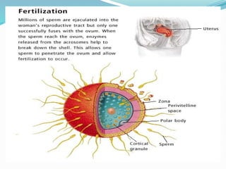 Fertilisasi, Embrigenesis dan organogenesis.ppt