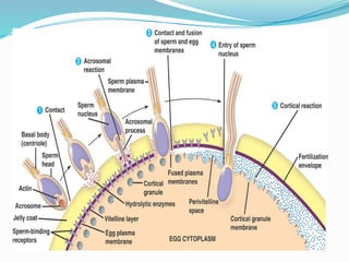 Fertilisasi, Embrigenesis dan organogenesis.ppt