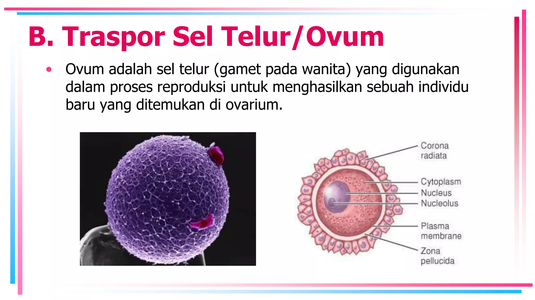 FERTILISASI (KELOMPOK 6 MATERI 4).pptx