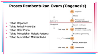 FERTILISASI (KELOMPOK 6 MATERI 4).pptx