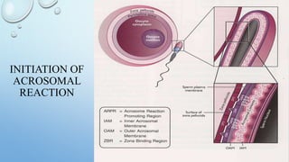 FERTILISATION of male and female gametes | PPT
