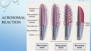 FERTILISATION of male and female gametes | PPT