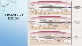 FERTILISATION of male and female gametes | PPTX