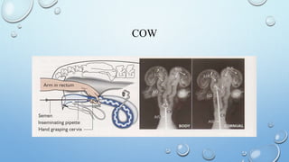 FERTILISATION of male and female gametes | PPTX