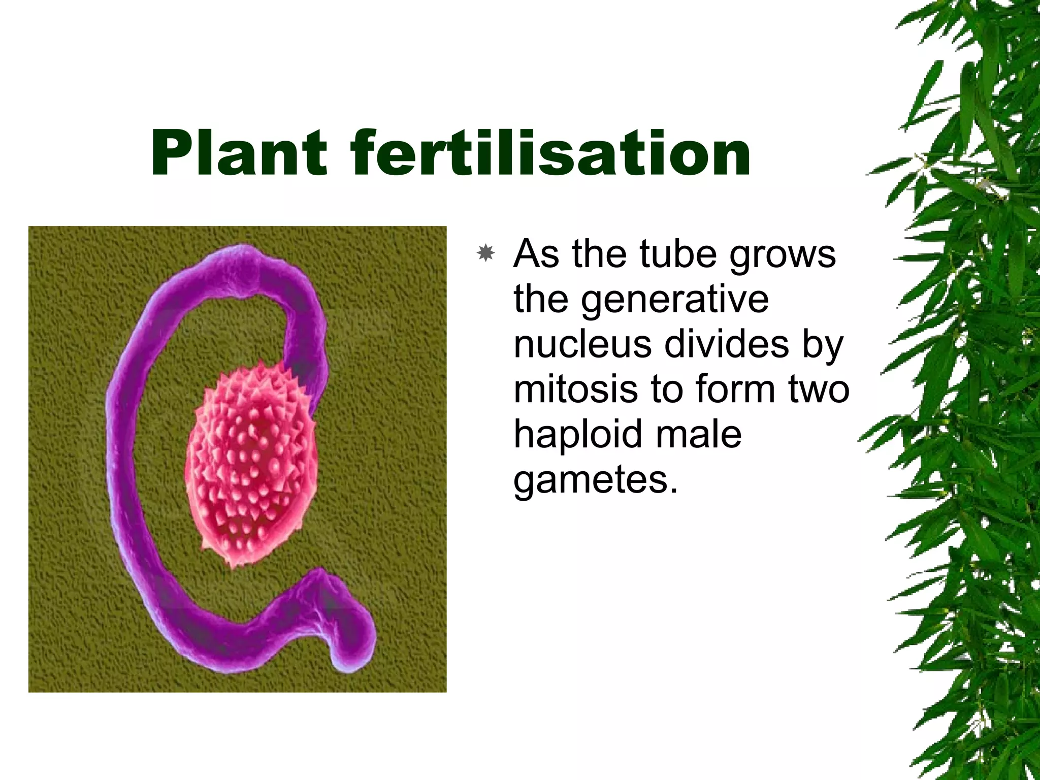 Fertilisation & Germination | PPT