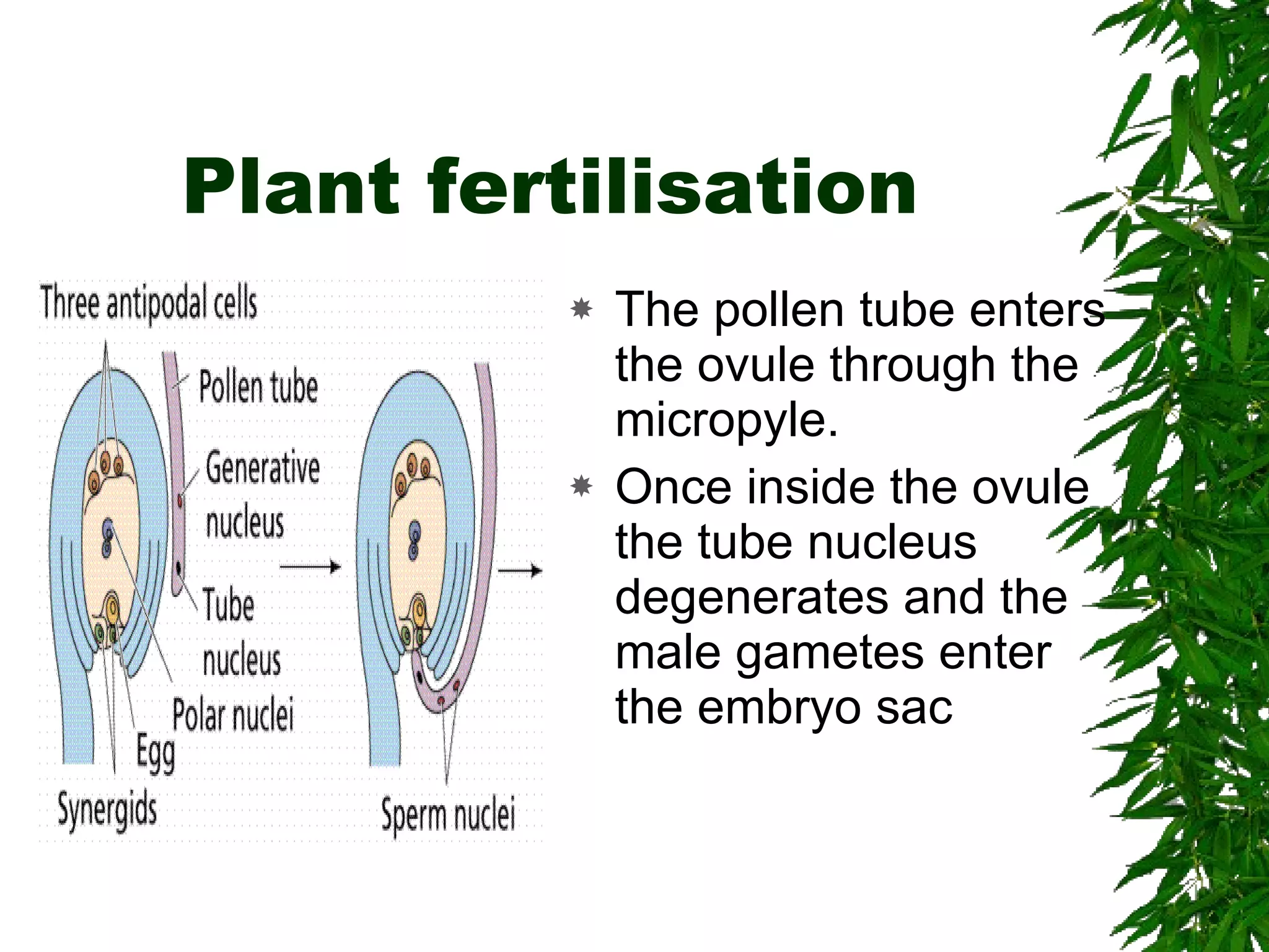 Fertilisation & Germination | PPT