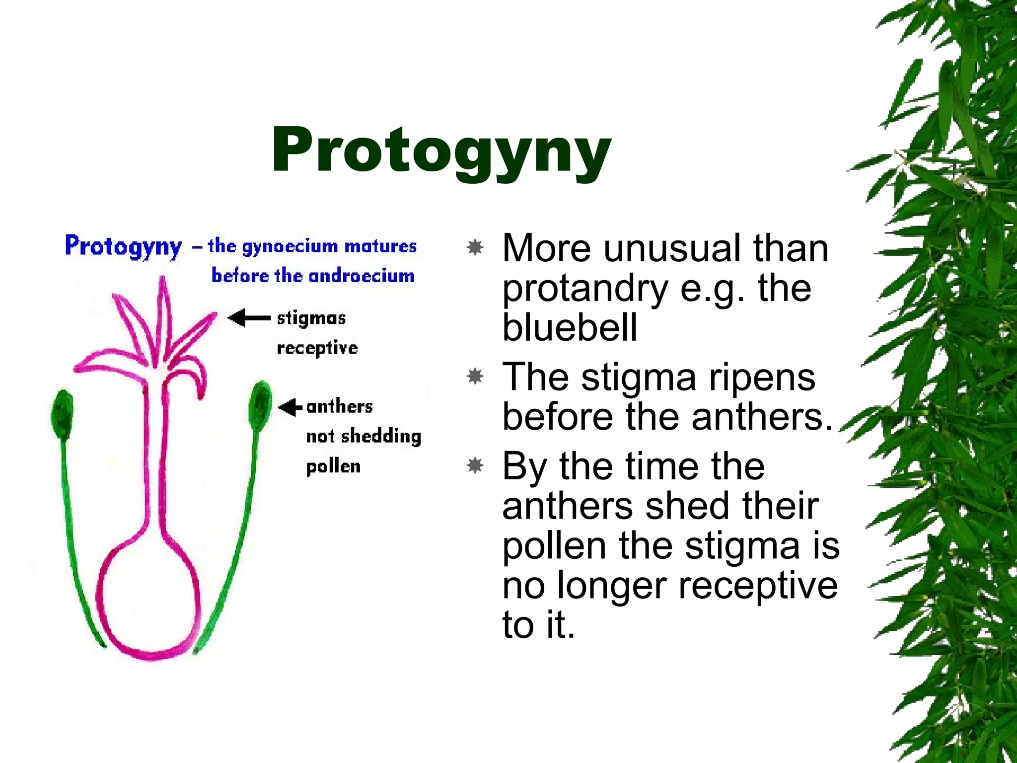 Fertilisation & Germination | PPT