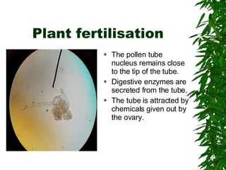 Fertilisation & Germination | PPT