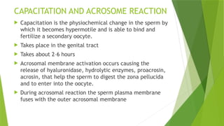 Fertilisation and implantation for obs and gyn pgs | PPTX