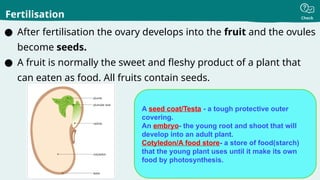 Plant fertilization and seed formation.pptx