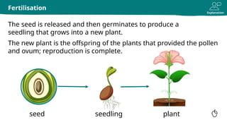 Plant fertilization and seed formation.pptx
