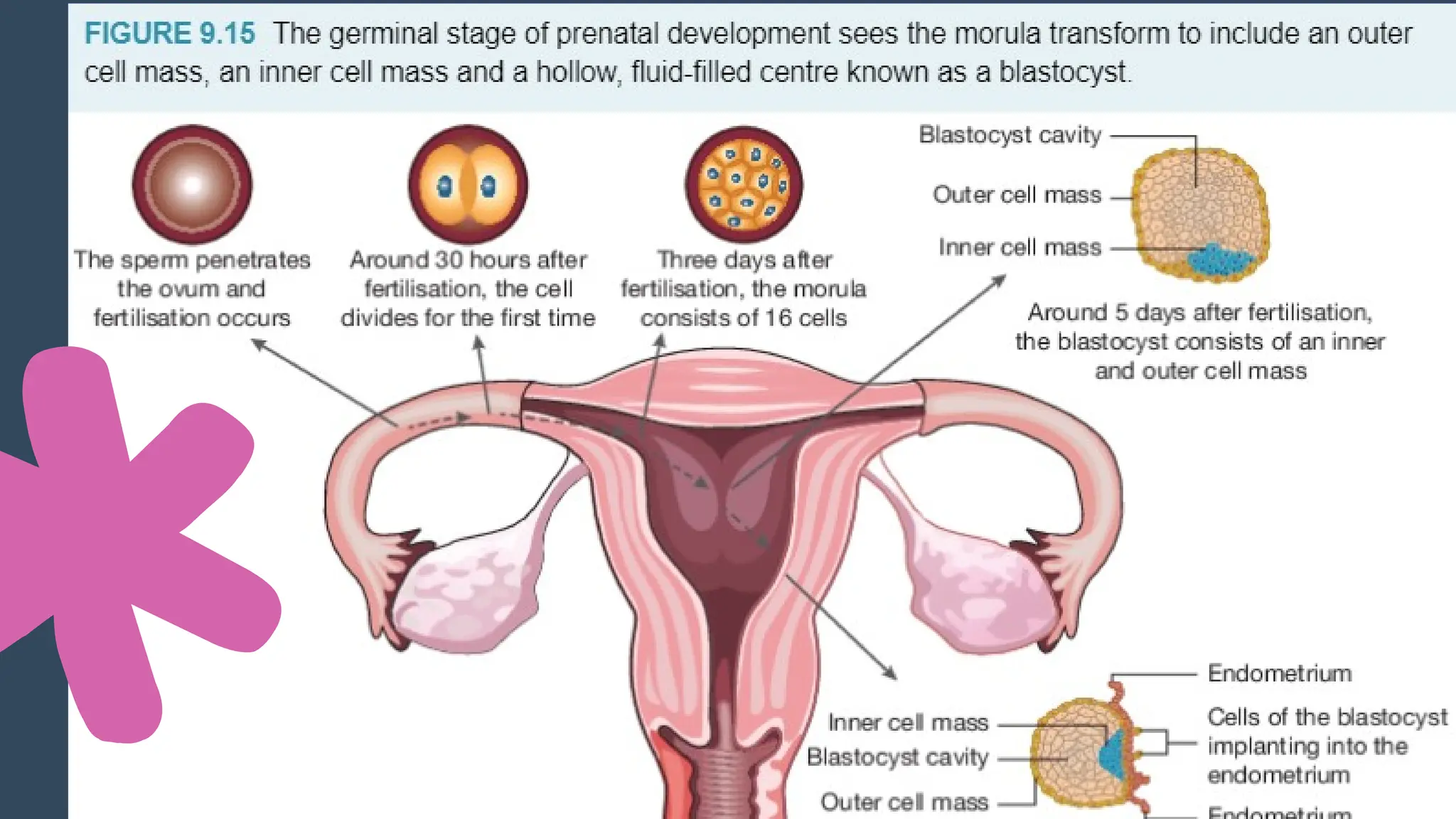 Fertilisation and the stages of prenatal development.pptx