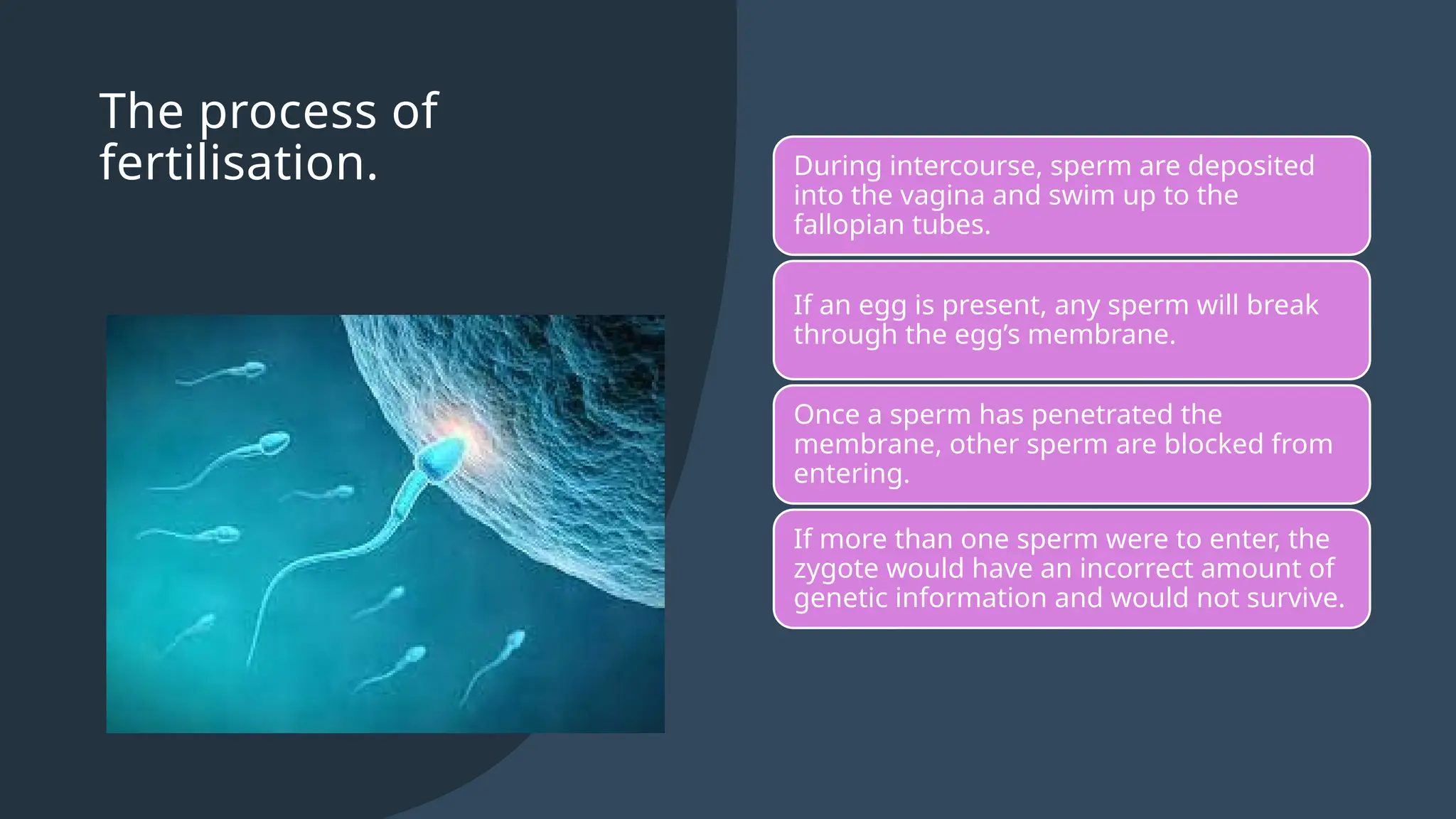 Fertilisation and the stages of prenatal development.pptx
