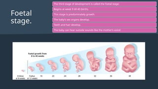 Fertilisation and the stages of prenatal development.pptx