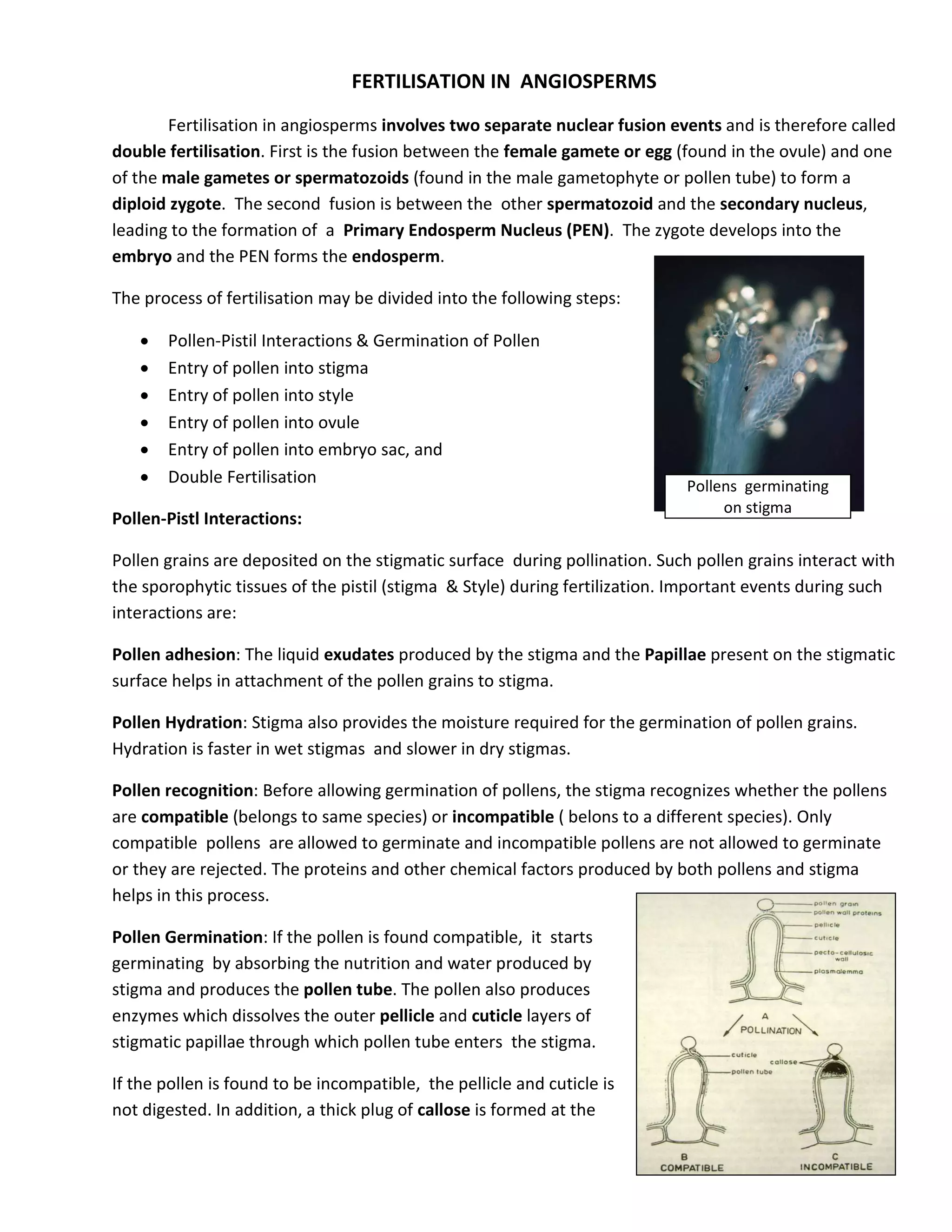Fertilisation in _angiosperms | PDF
