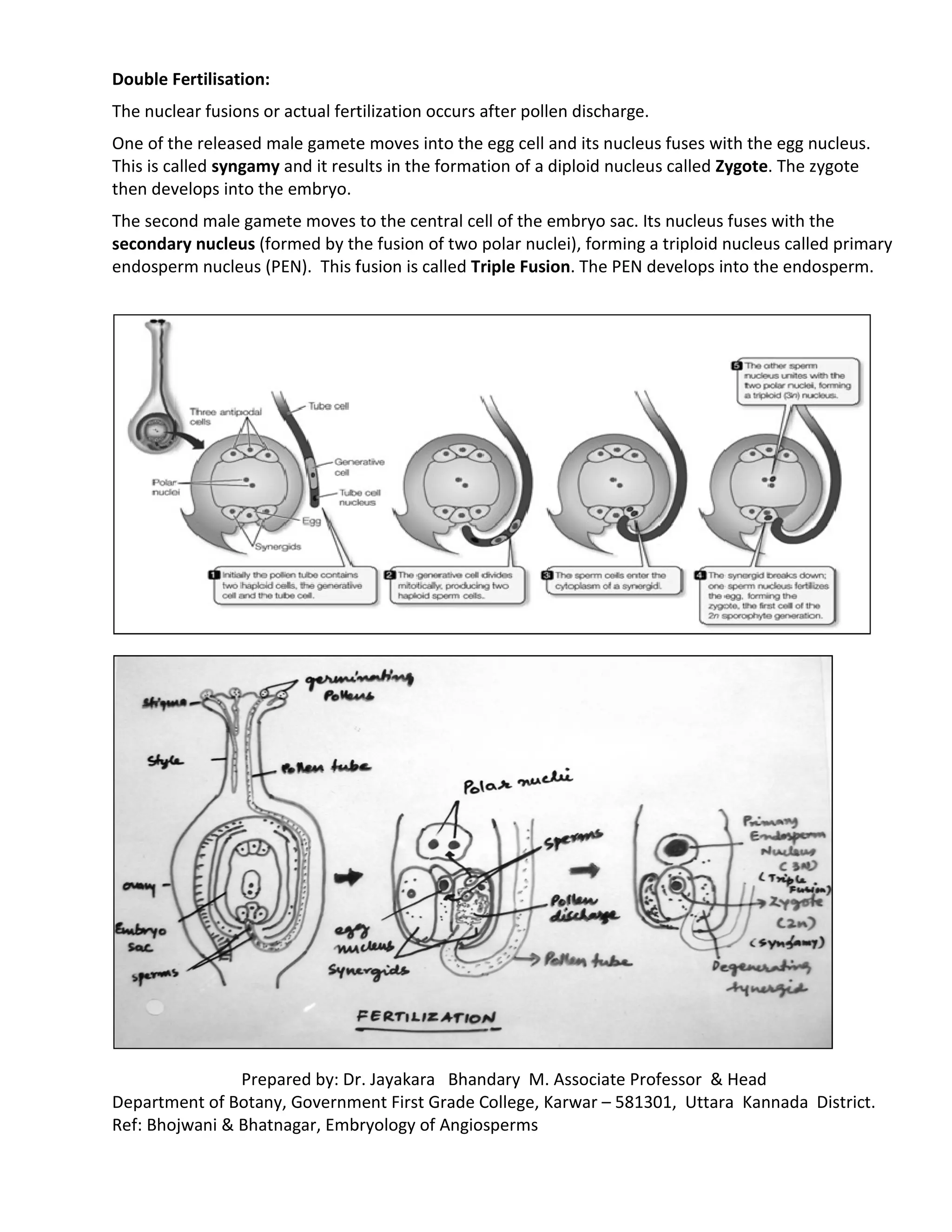 Fertilisation in _angiosperms | PDF