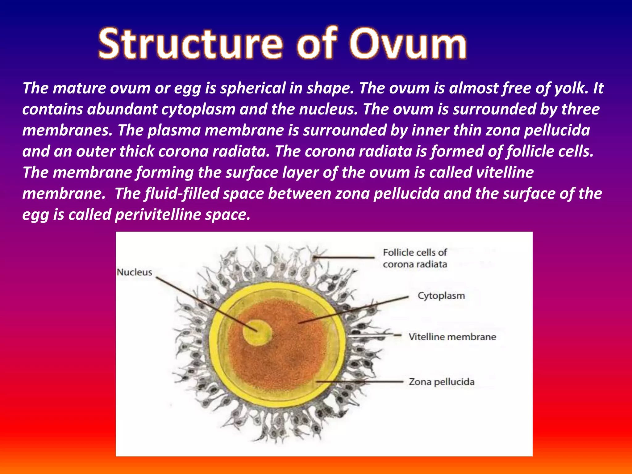 Fertilisation in human Being | PPTX