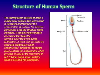 Fertilisation in human Being | PPT