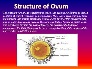 Fertilisation in human Being | PPT