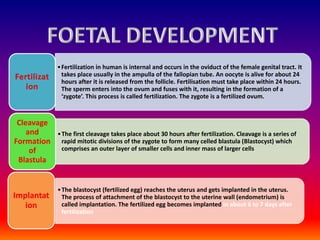 Fertilisation in human Being | PPT