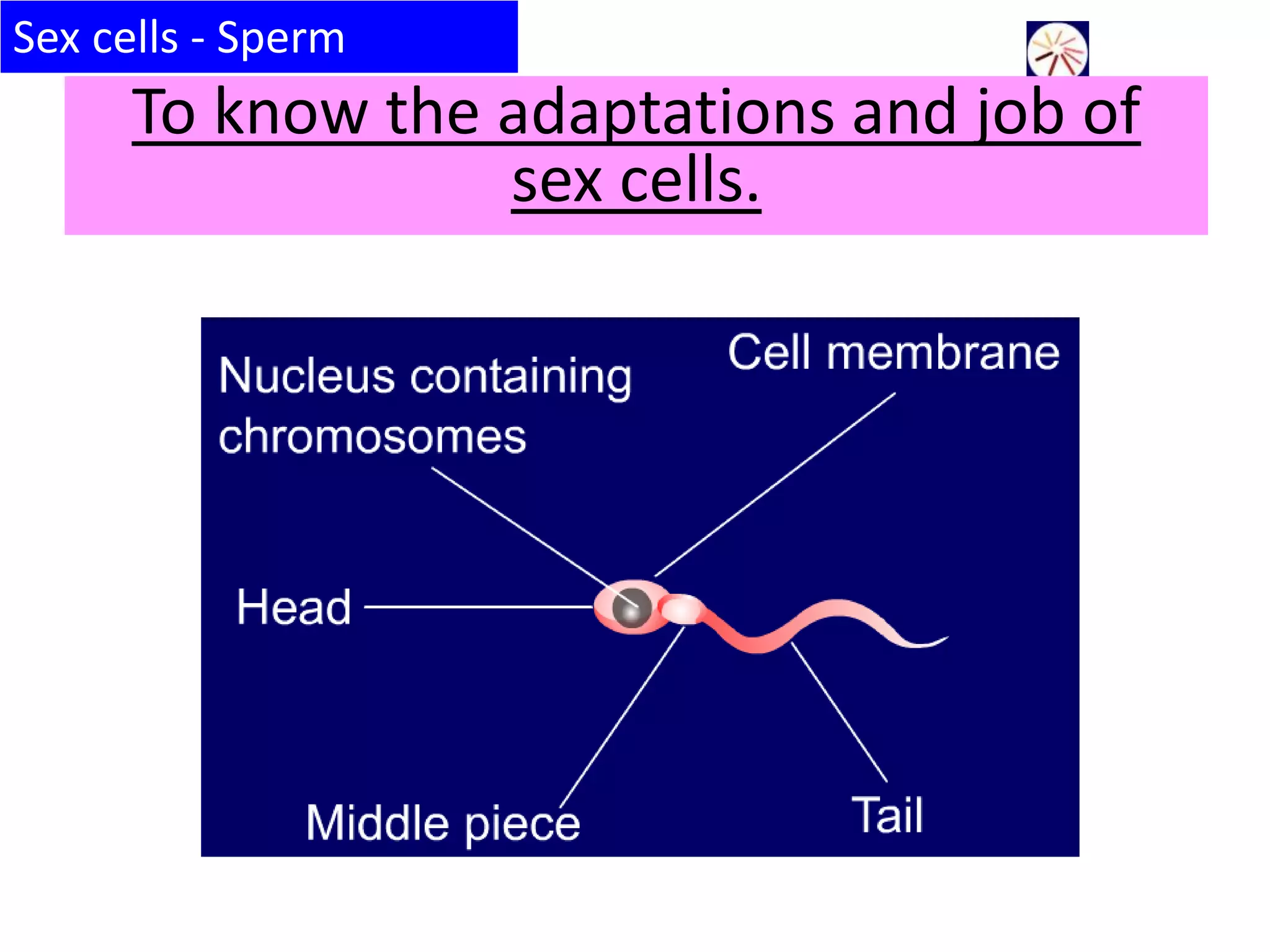 fertilisation in human.pptx