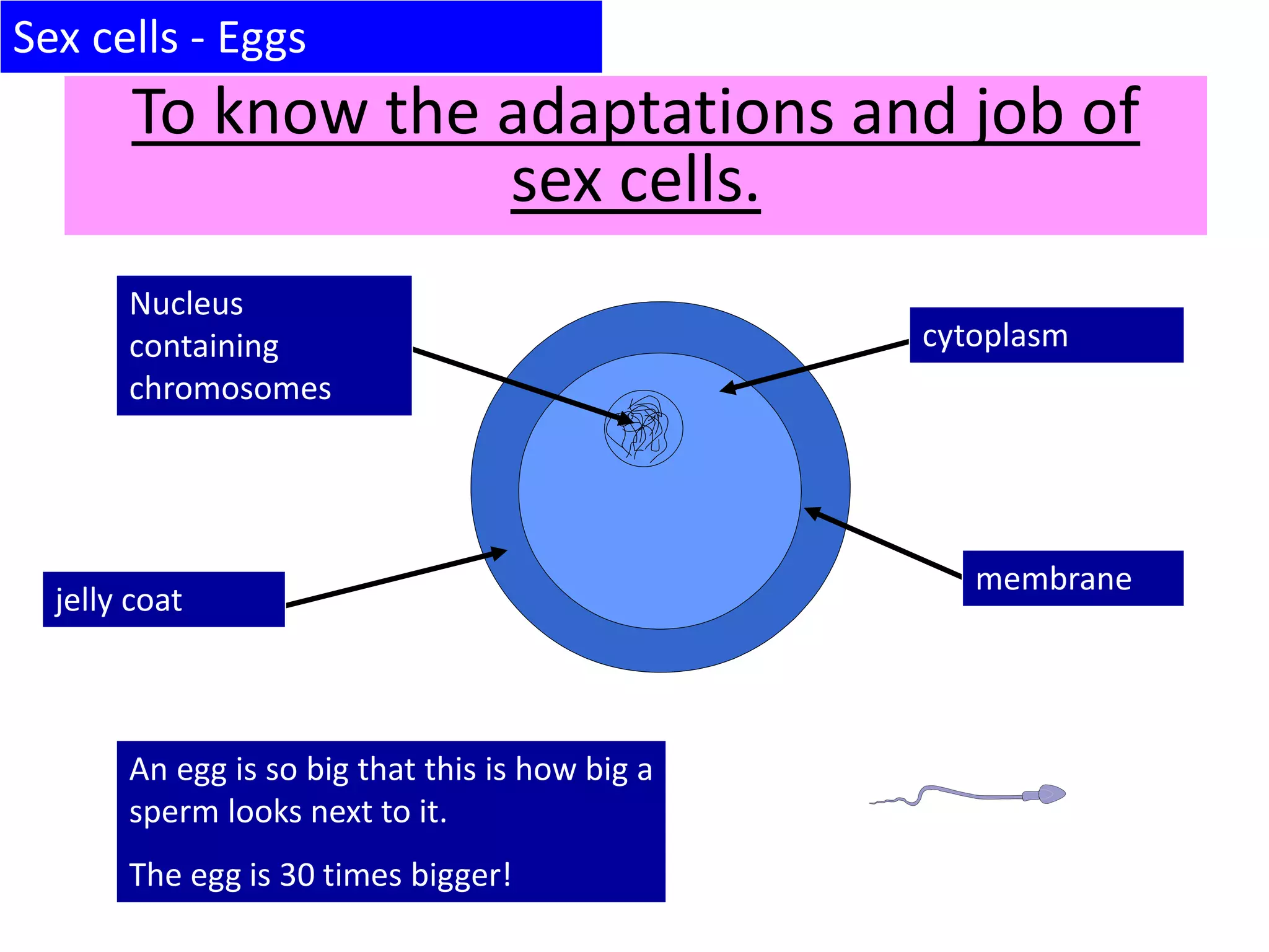 fertilisation in human.pptx
