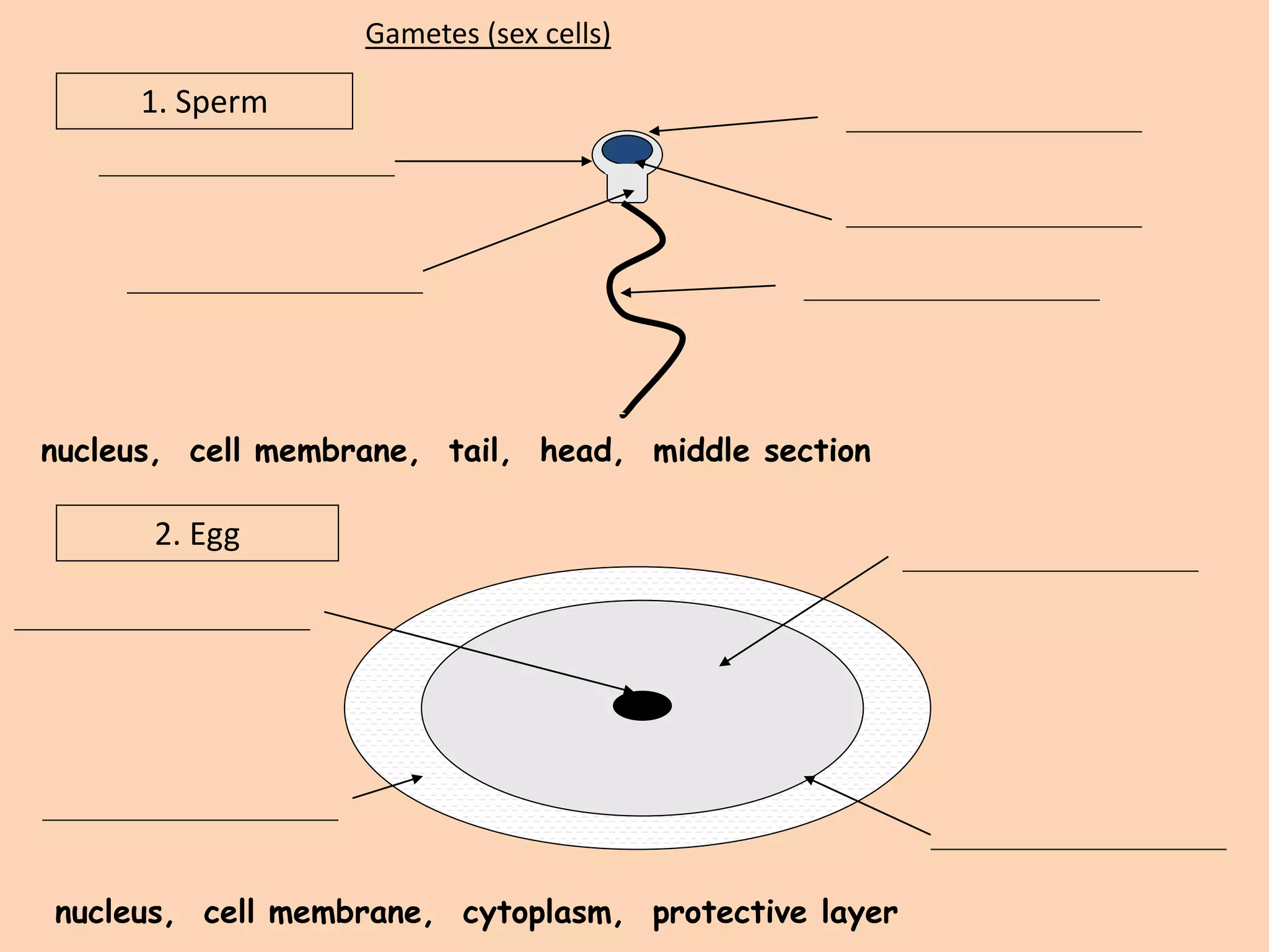 fertilisation in human.pptx