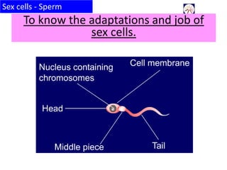 fertilisation in human.pptx