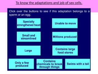 fertilisation in human.pptx