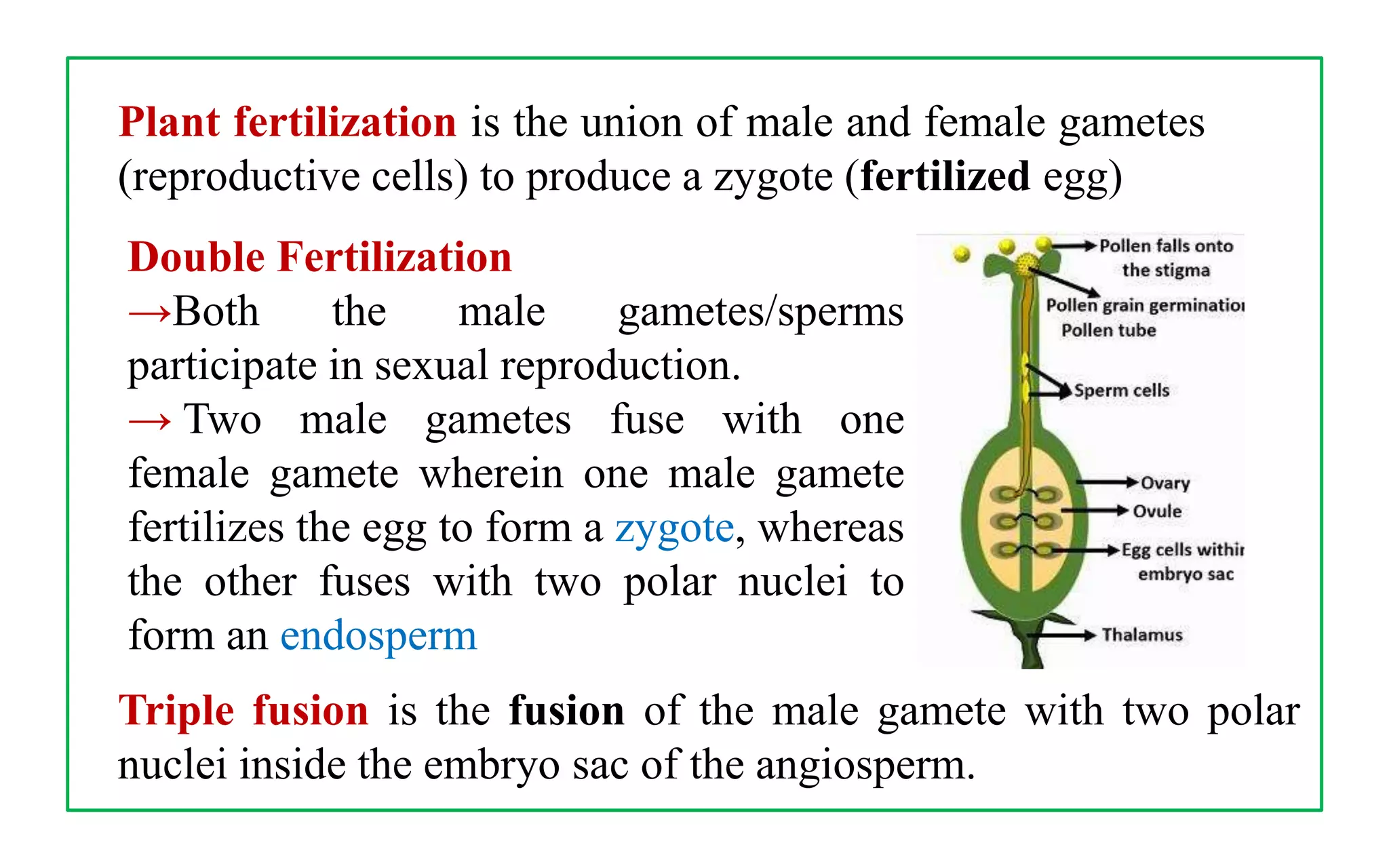 Fertilisation in plants | PPTX
