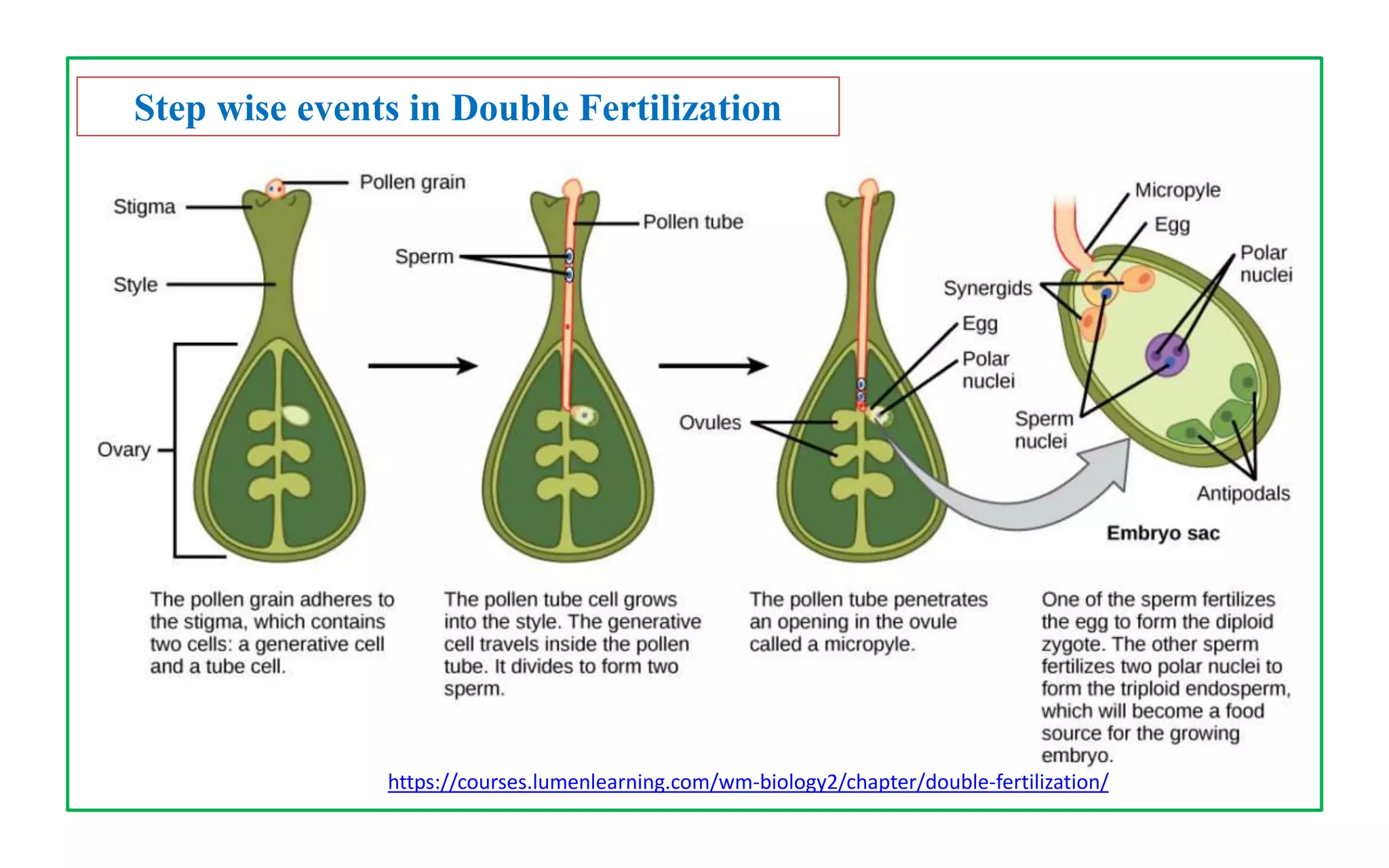 Fertilisation in plants | PPTX
