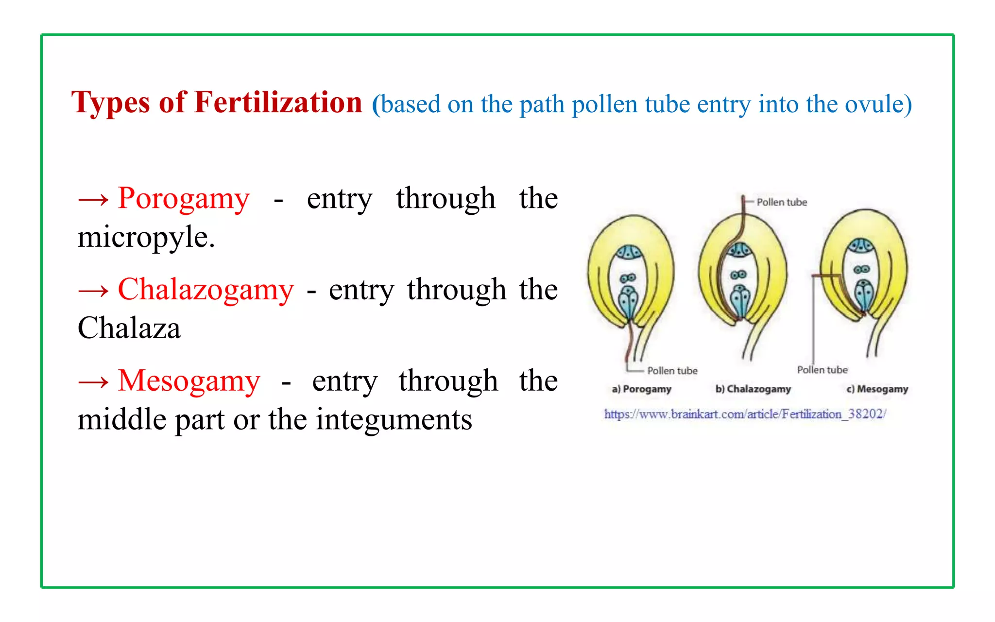 Fertilisation in plants | PPTX