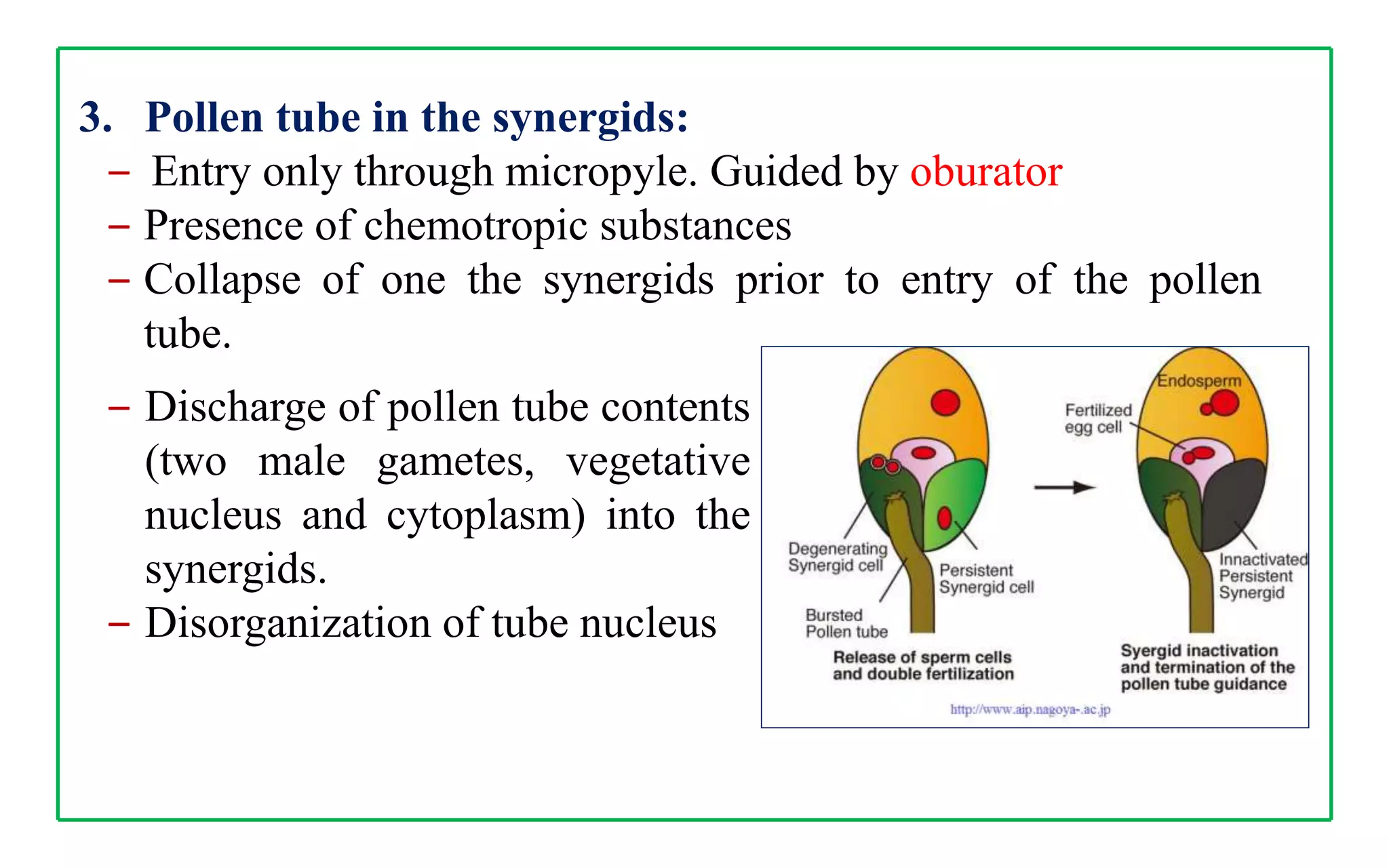 Fertilisation in plants | PPTX